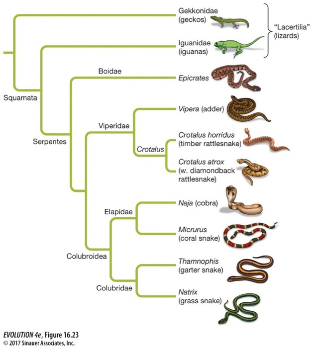Use the phylogeny above to answer the following | Chegg.com