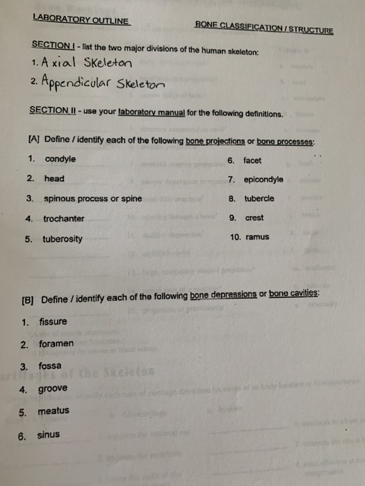Solved LABORATORY OUTLINE BONE CLASSIFICATION /STRUCTURE | Chegg.com