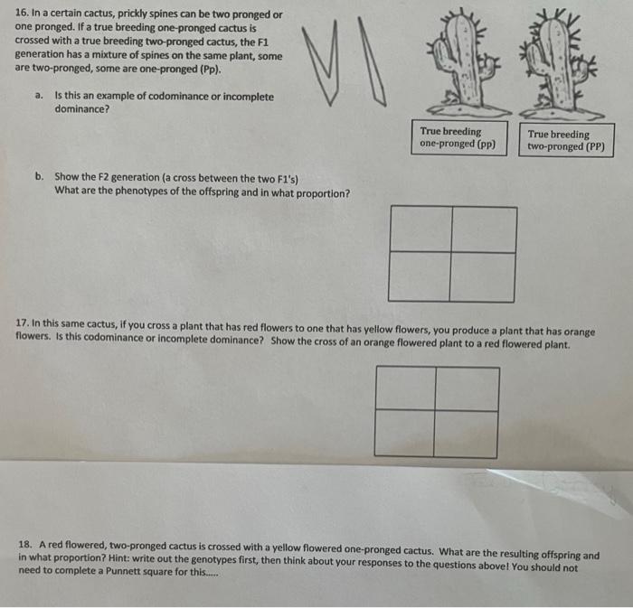 Solved 16. In a certain cactus, prickly spines can be two | Chegg.com