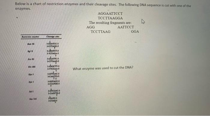 Solved Below is a chart of restriction enzymes and their | Chegg.com