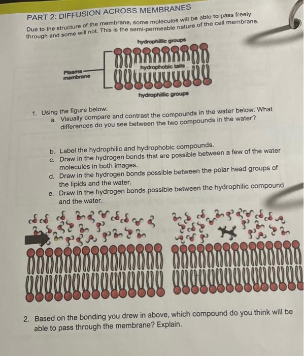 Solved PART 2: DIFFUSION ACROSS MEMBRANES Due to the | Chegg.com