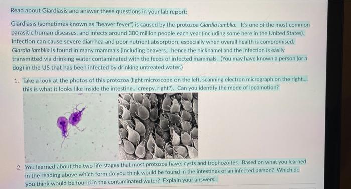 Solved Introduction: Protozoa 1. Take a look at the photos | Chegg.com