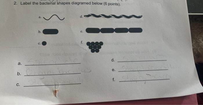 Solved 2. Label the bacterial shapes diagramed below (6 | Chegg.com