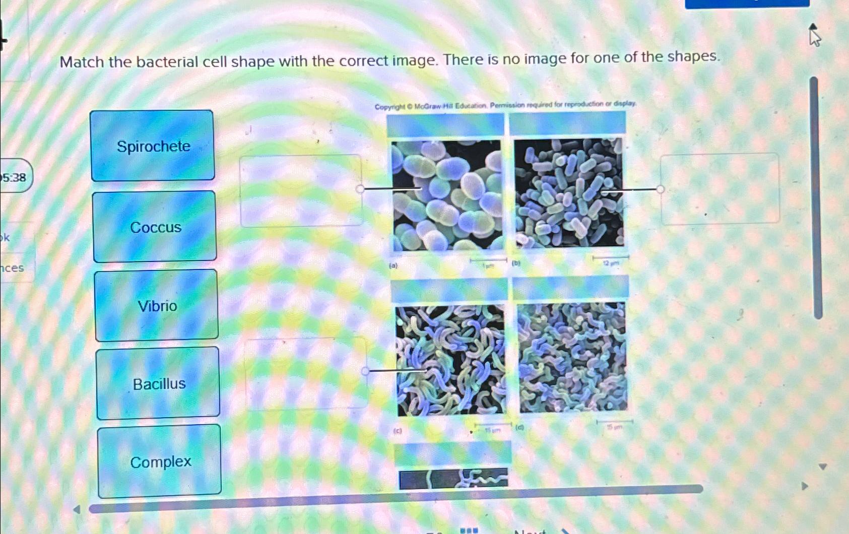 Solved Match the bacterial cell shape with the correct | Chegg.com