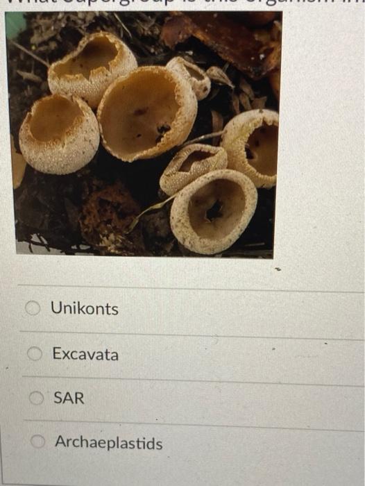 Solved Unikonts Excavata SAR Archaeplastids O Excavata | Chegg.com