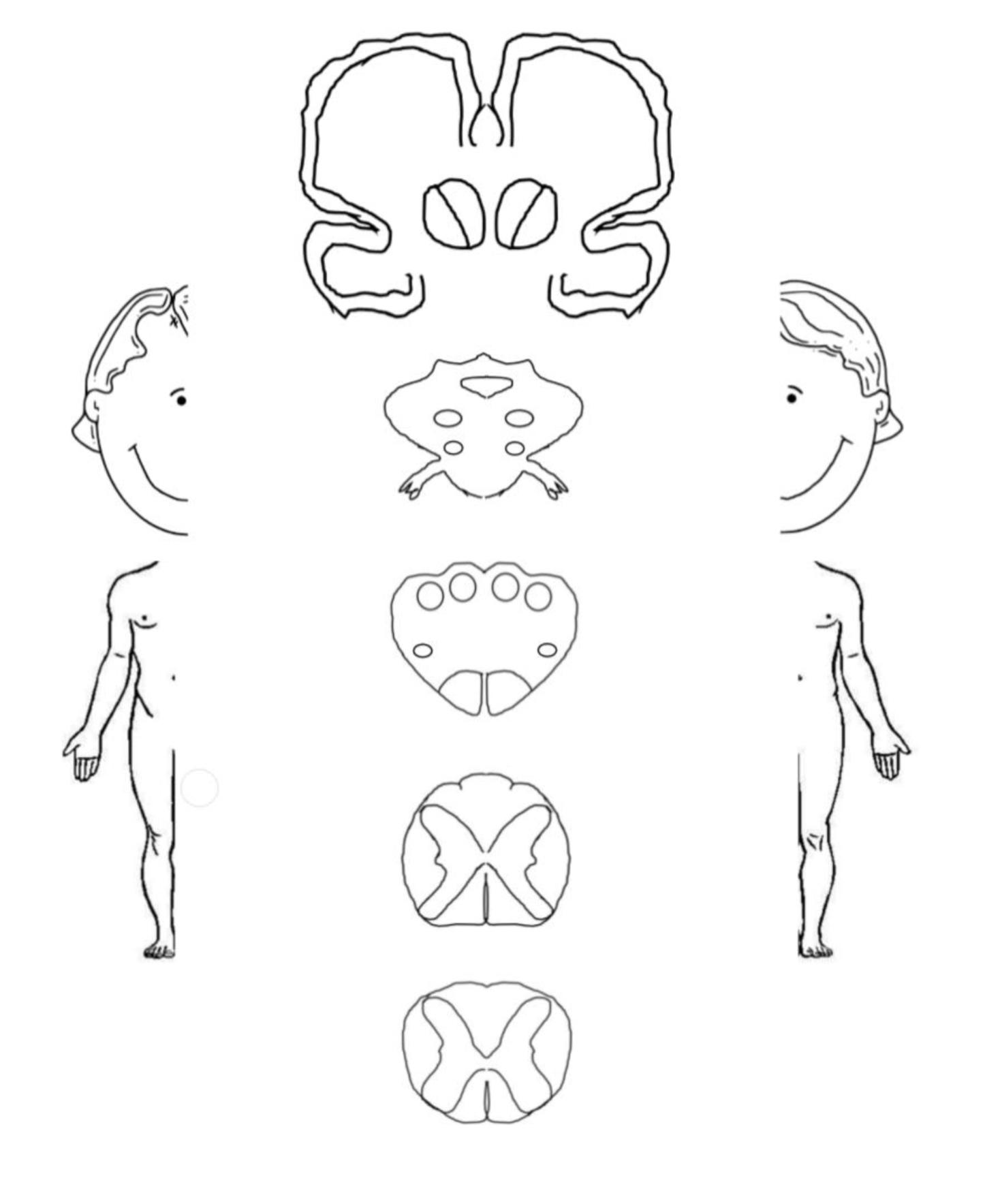 Solved Instructions: For each pathway (when/if applicable), | Chegg.com