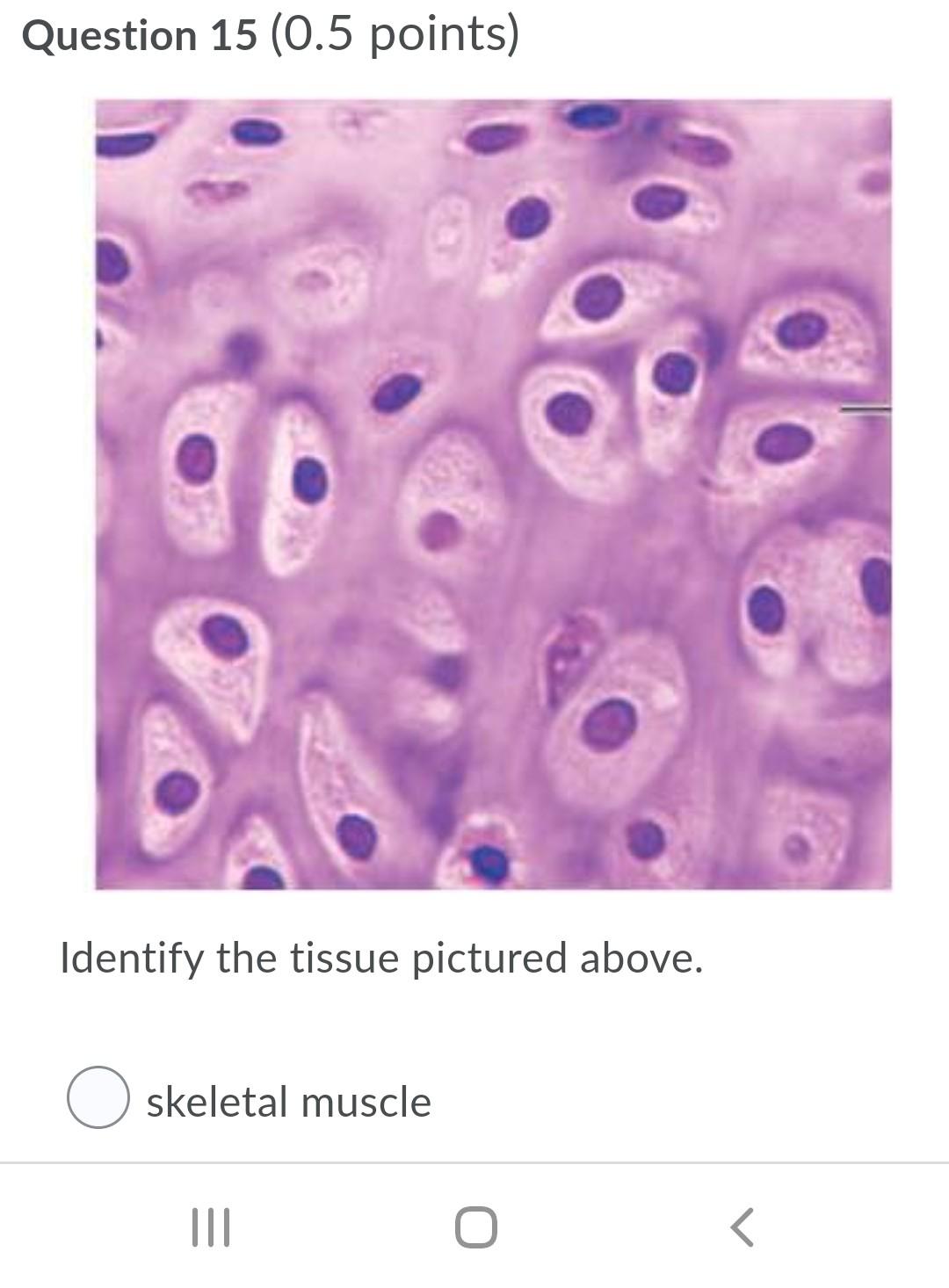 Solved Question 6 05 Points Identify The Major Cell Type 