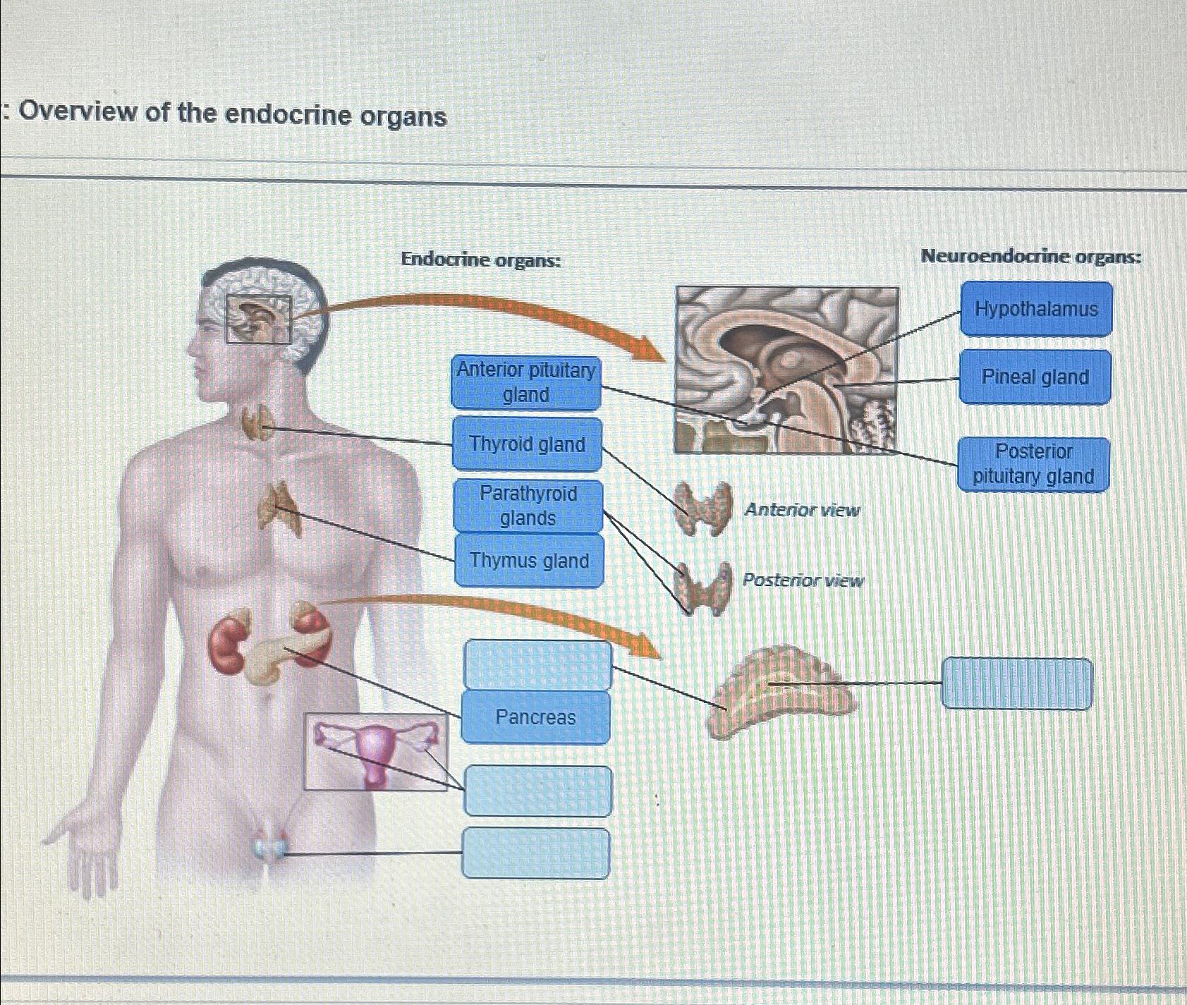 Solved : Overview of the endocrine organs | Chegg.com