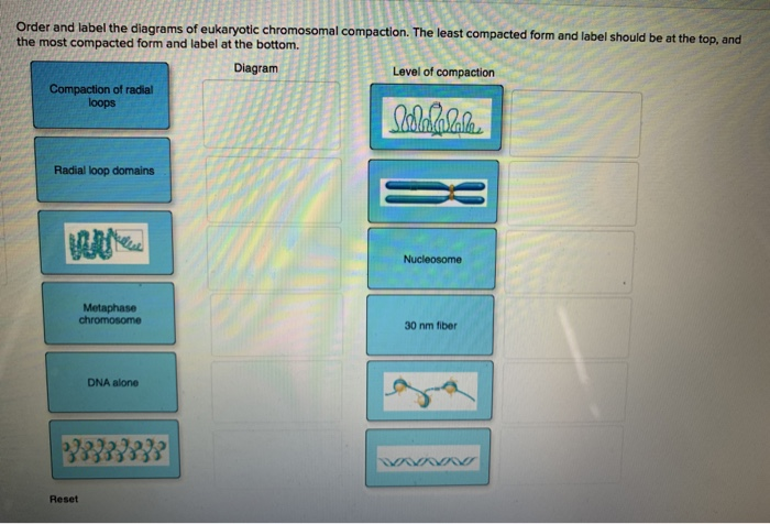 Solved Order and label the diagrams of eukaryotic | Chegg.com