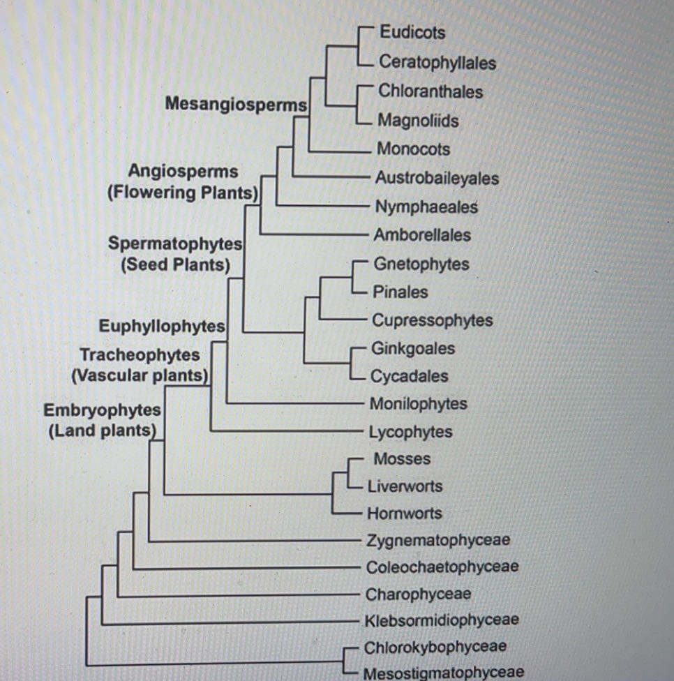 Solved could someone help me explain the cladogram? if | Chegg.com