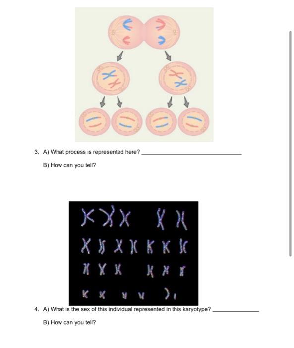 Solved Chromosome Activity Sheet M vvvv (00 00 1. A) What | Chegg.com