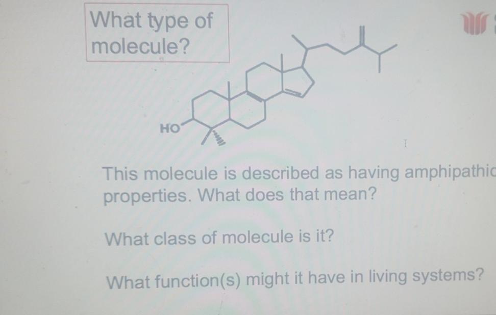 Solved What type of molecule? HO This molecule is described | Chegg.com