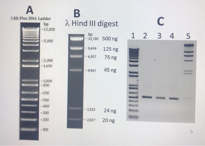 Solved Study the picture given above. Picture A shows the 1 | Chegg.com