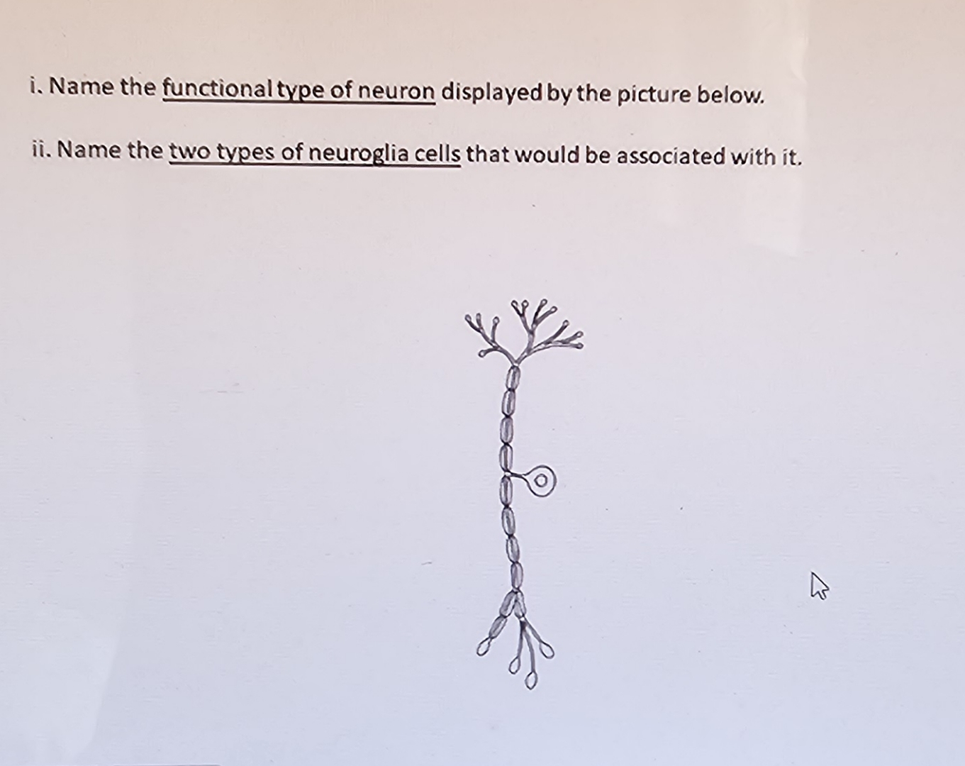 Solved i. ﻿Name the functional type of neuron displayed by | Chegg.com