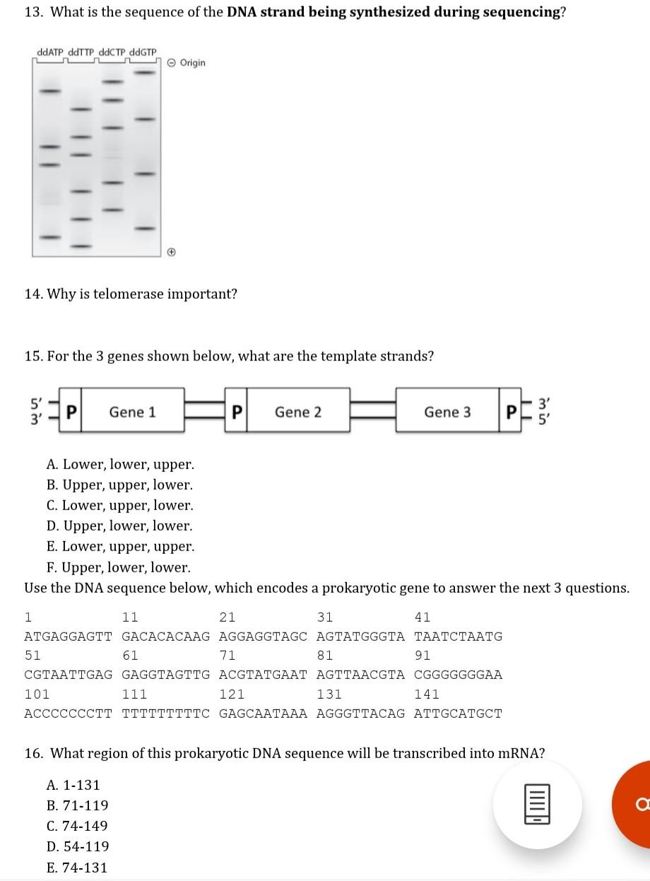 Solved 13. What is the sequence of the DNA strand being | Chegg.com