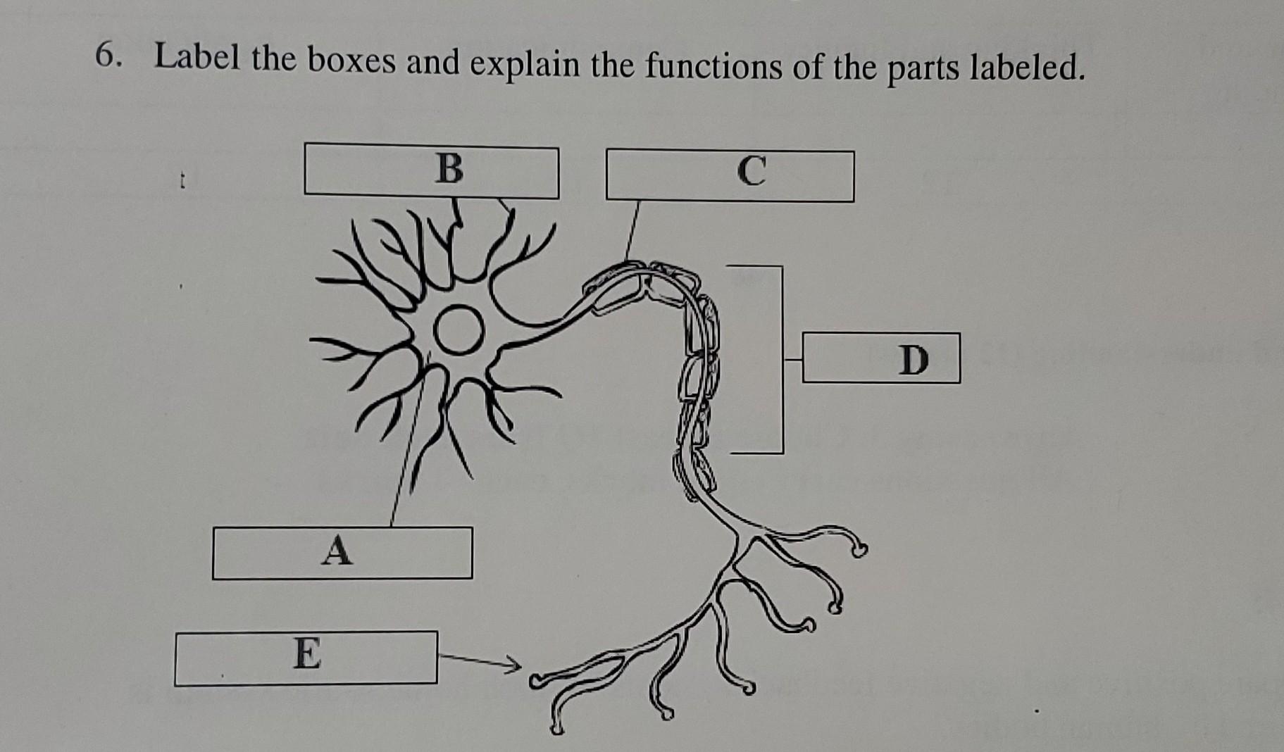 Solved 6. Label the boxes and explain the functions of the | Chegg.com