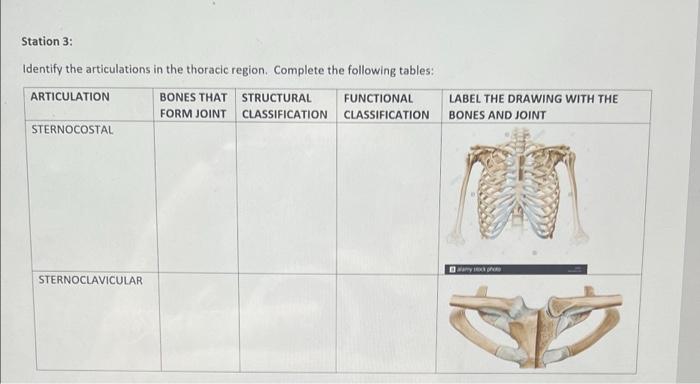 Solved Identify the articulations in the thoracic region. | Chegg.com
