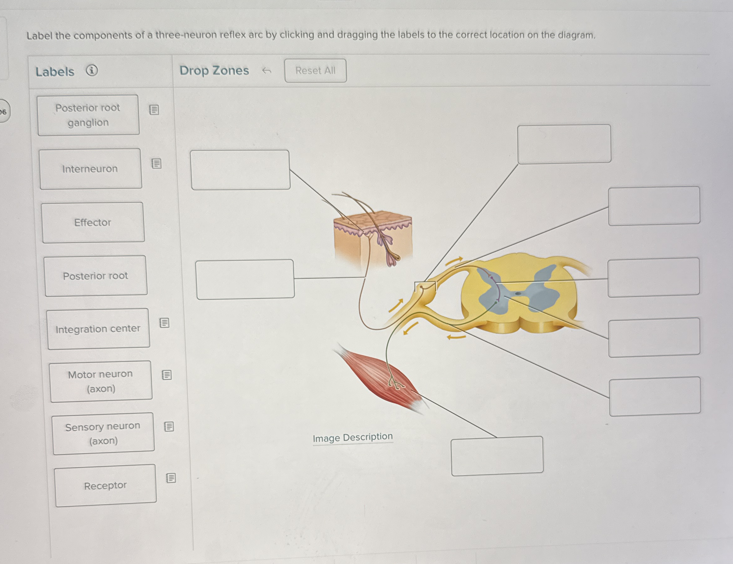 Solved lLabor the components of a three neuron reflex arc by | Chegg.com
