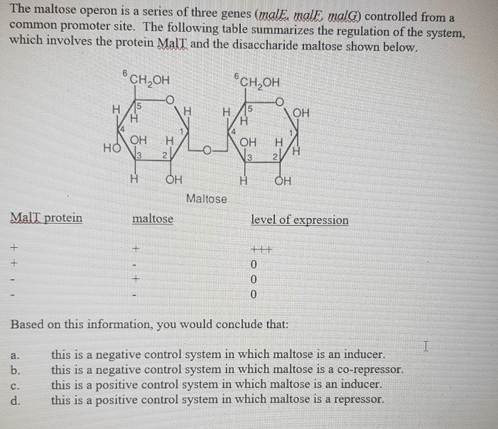 Solved The maltose operon is a series of three genes (male, | Chegg.com