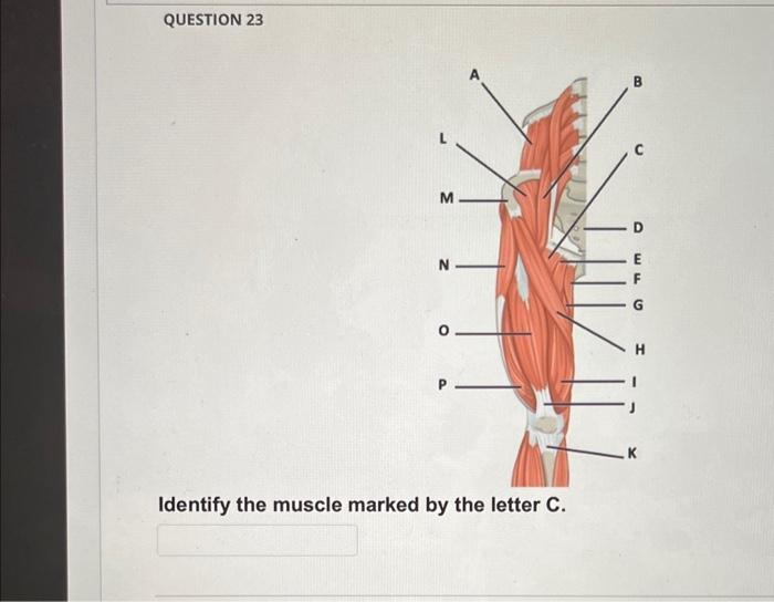 Solved QUESTION 23 Identify the muscle marked by the letter | Chegg.com Solved QUESTION 23 Identify the muscle marked by the letter | Chegg.com