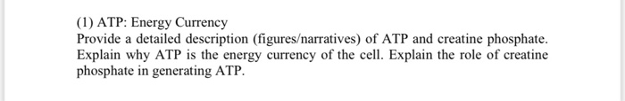 Solved (1) ATP: Energy Currency Provide a detailed | Chegg.com