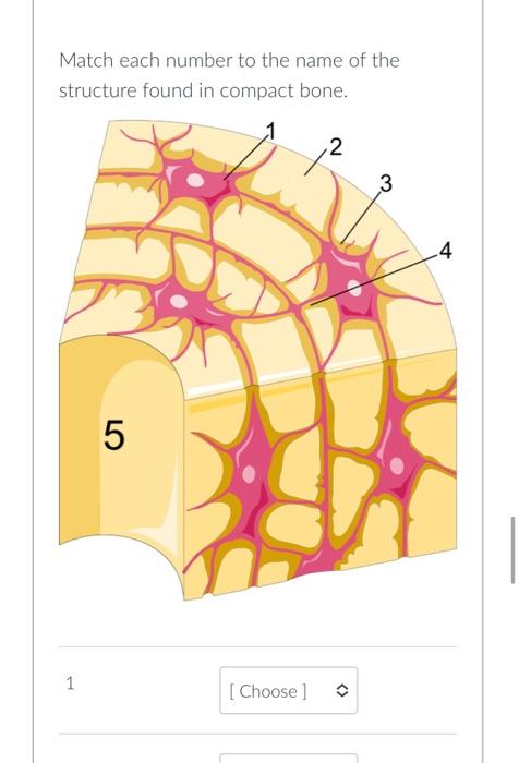 Solved Match each number to the name of the structure found | Chegg.com