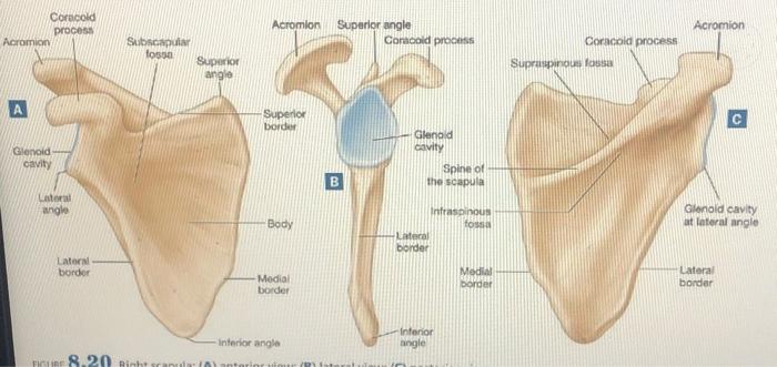 Solved Fill in the following markings (a-g) Coracoid | Chegg.com