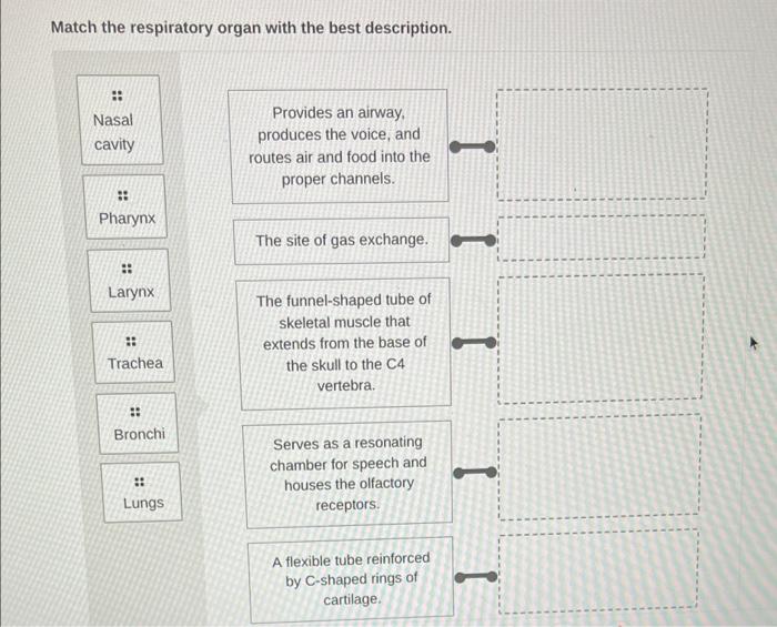 Solved Match the respiratory organ with the best | Chegg.com