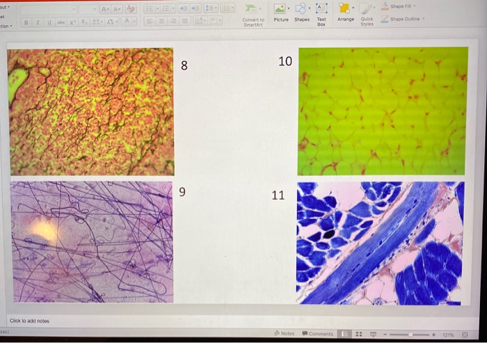 Solved For each tissue in the Tissues histology lab slide | Chegg.com