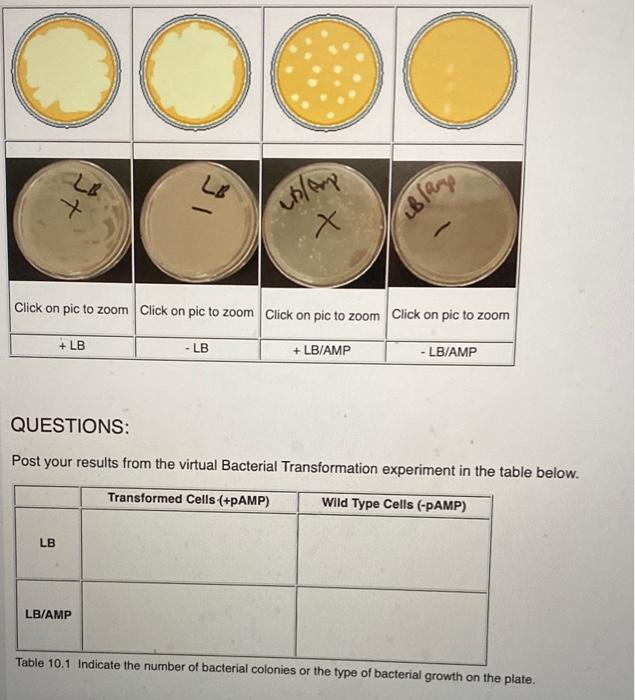 Solved For this week's Lab Ex 10 - Bacterial Transformation | Chegg.com