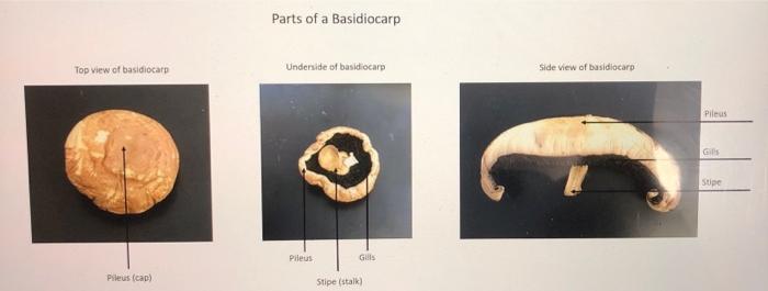 Solved Parts of a Basidiocarp Underside of basidiocarp Top | Chegg.com