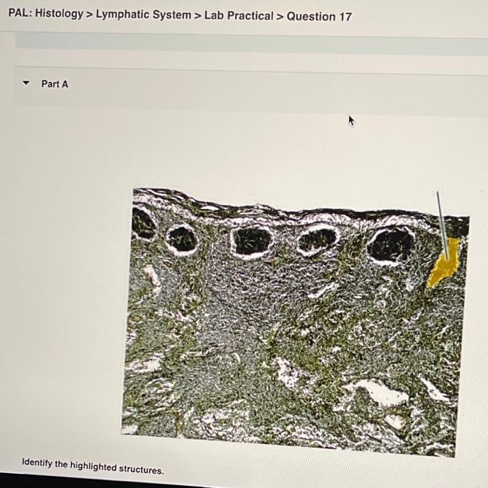 Solved Identify the highlighted structures. | Chegg.com