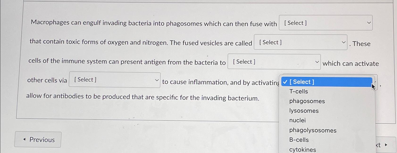 Solved Macrophages can engulf invading bacteria into | Chegg.com