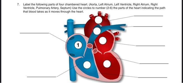 Solved 7. Label the following parts of four chambered heart. | Chegg.com