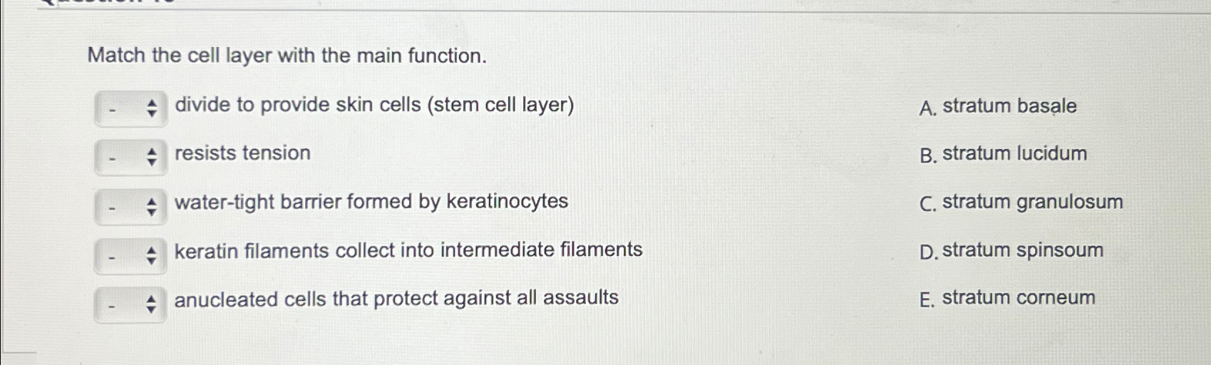 Solved Match the cell layer with the main function.divide to | Chegg.com