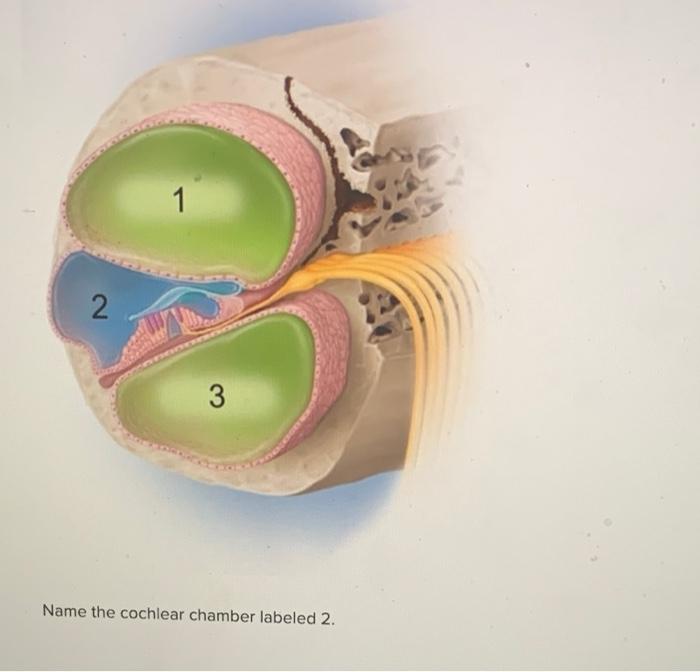 Solved 1 2 3 Name the cochlear chamber labeled 2. Multiple | Chegg.com