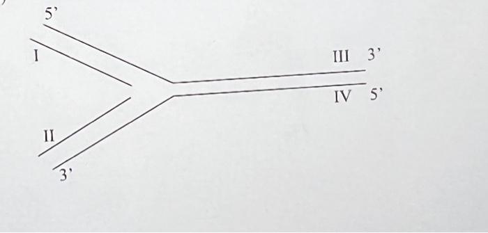 Solved Which Is A Characteristic Of This Replication Fork 5183
