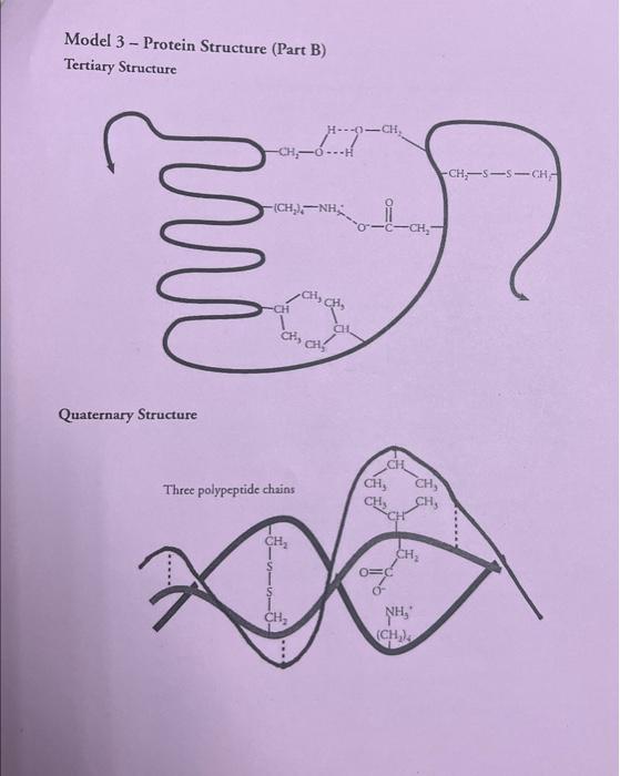 Solved 16. Examine the tertiary structure in Model 3 and | Chegg.com