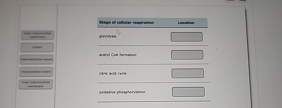Solved miocthonda matrxeStage of cellular | Chegg.com
