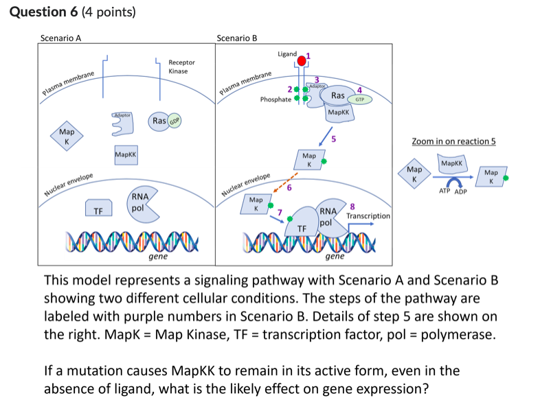 Solved Question 6 (4 ﻿points)This model represents a | Chegg.com