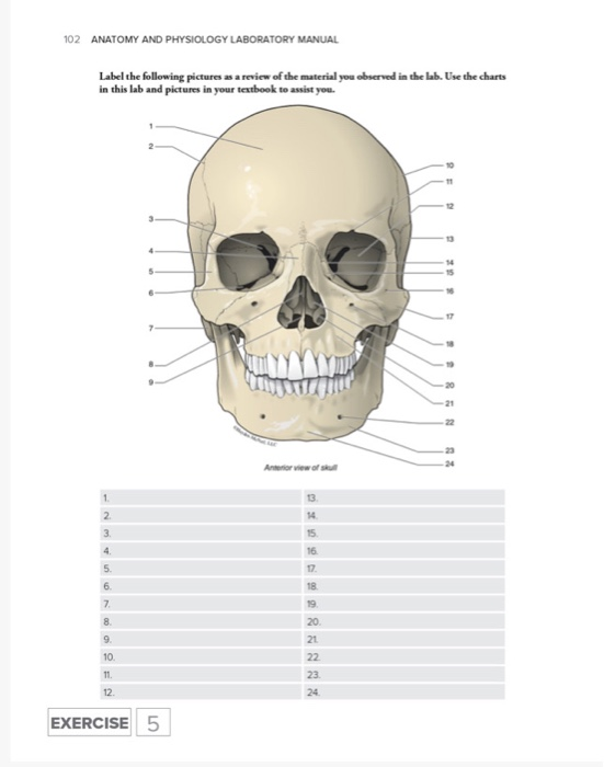 Solved 102 ANATOMY AND PHYSIOLOGY LABORATORY MANUAL Label | Chegg.com