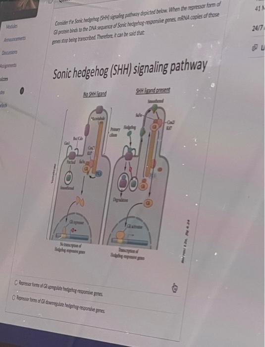 Sonic hedgehog (SHH) signaling pathwaySonichedgehog | Chegg.com