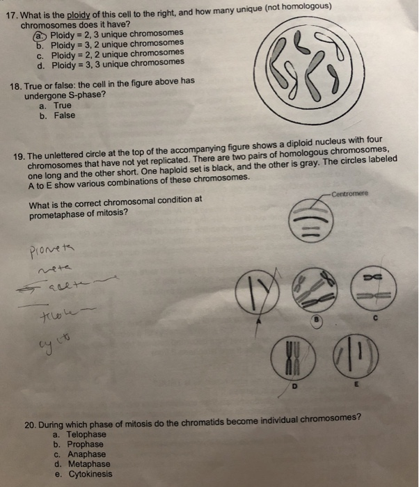 Solved 17. What is the ploidy of this cell to the right, and | Chegg.com