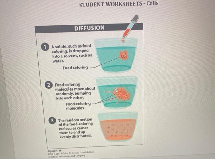Solved STUDENT WORKSHEETS - Cells DIFFUSION A solute, such | Chegg.com