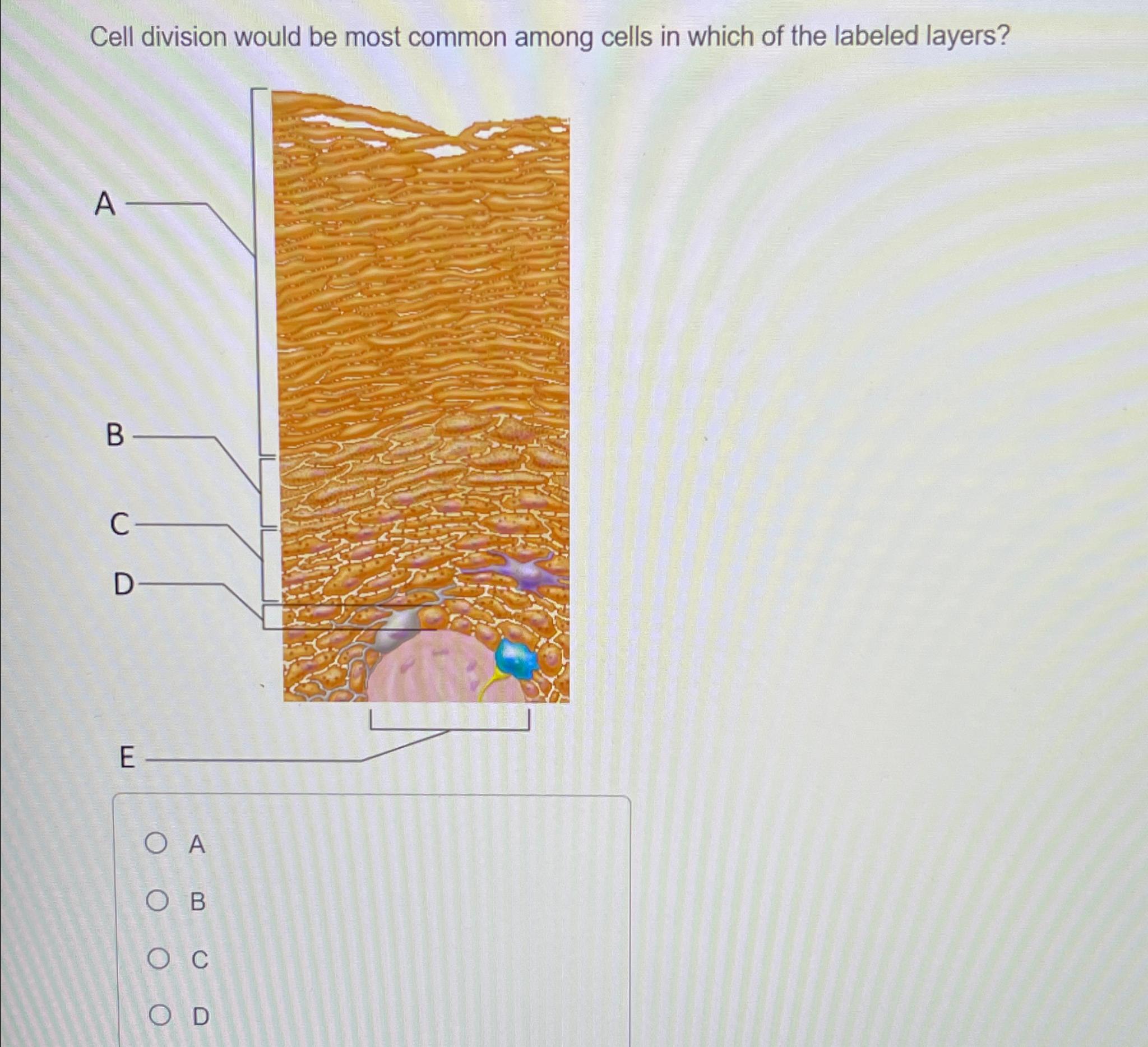 Solved Cell division would be most common among cells in | Chegg.com