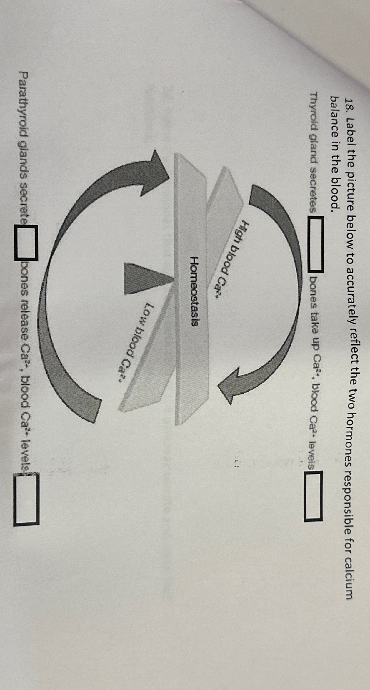 Solved Label the picture below to accurately reflect the two | Chegg.com