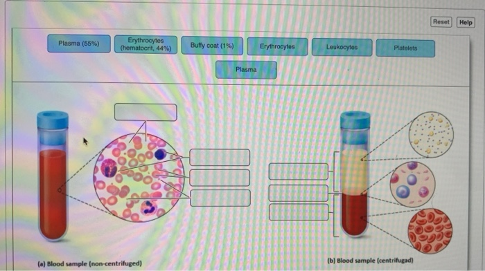 Solved Reset Help Plasma (55%) Erythrocytes (hematocrit, | Chegg.com