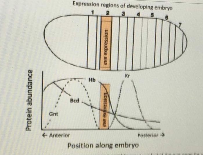 Solved Expression regions of developing embryo 1 2 3 4 eve | Chegg.com