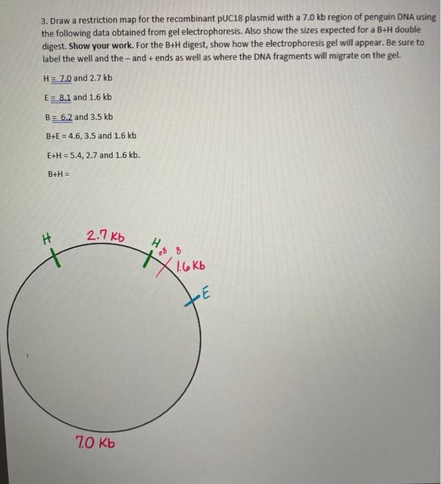 Solved 3. Draw a restriction map for the recombinant pUC18 | Chegg.com