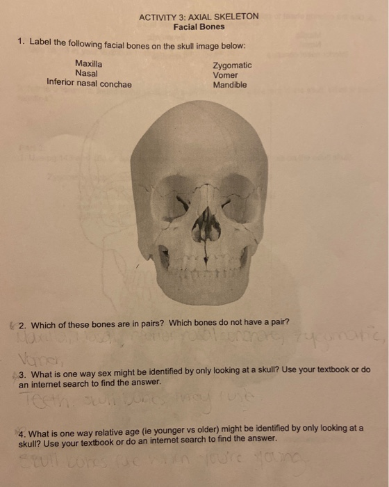 Solved ACTIVITY 3: AXIAL SKELETON Facial Bones 1. Label the | Chegg.com